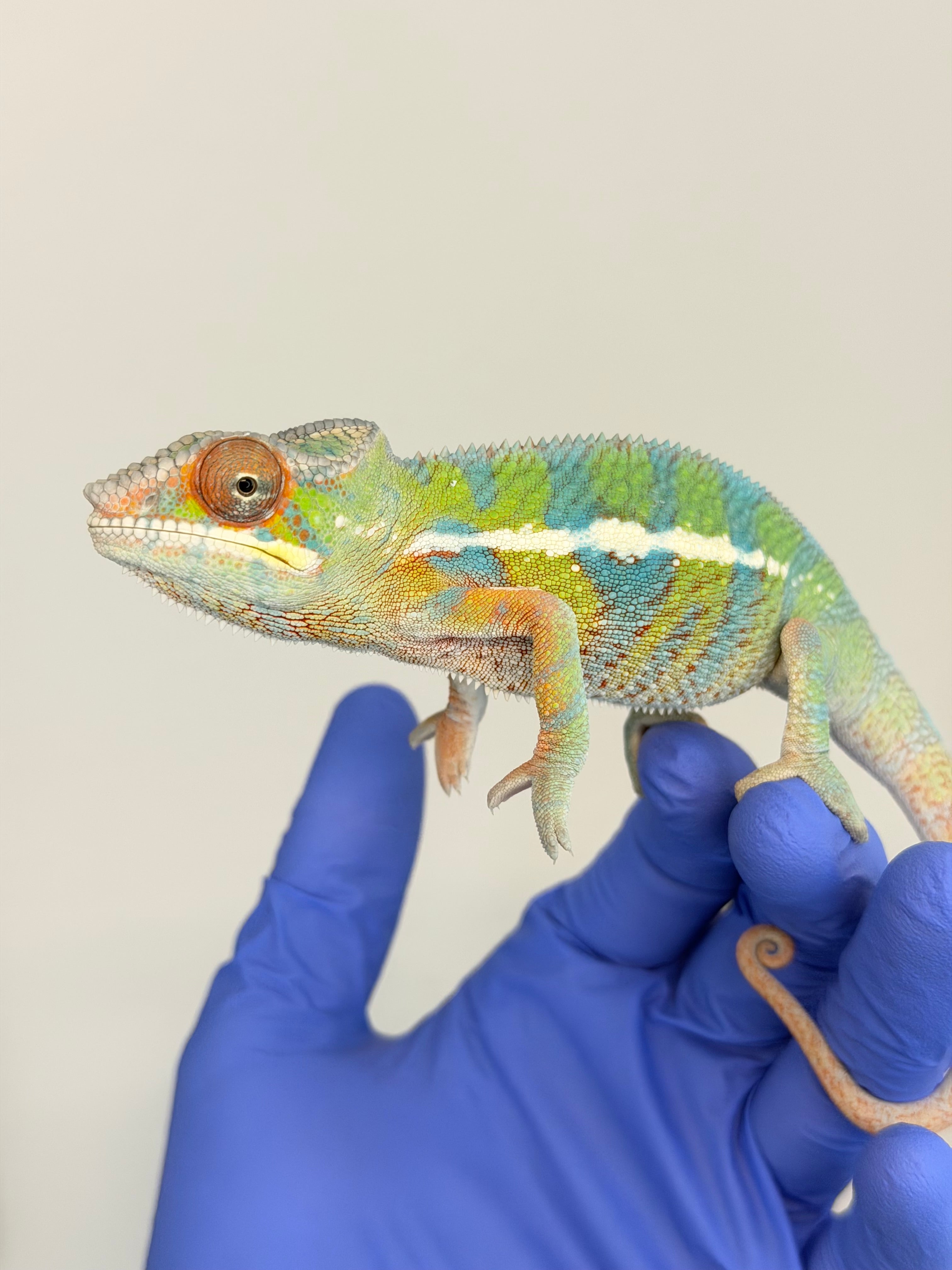 HD 7/9/25 – Chameleon Dad