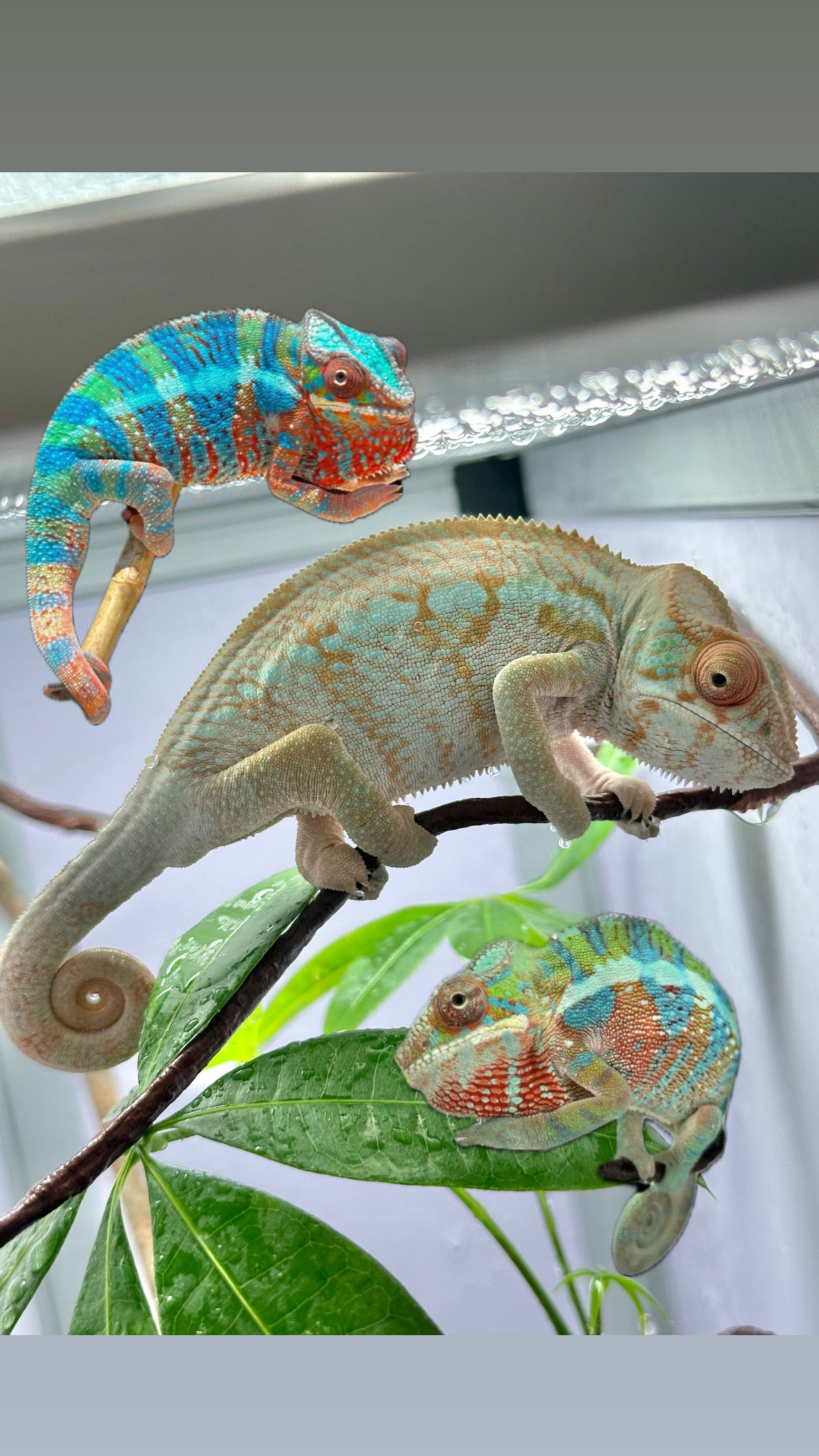 Individually Raised Panther Chameleons – Chameleon Dad